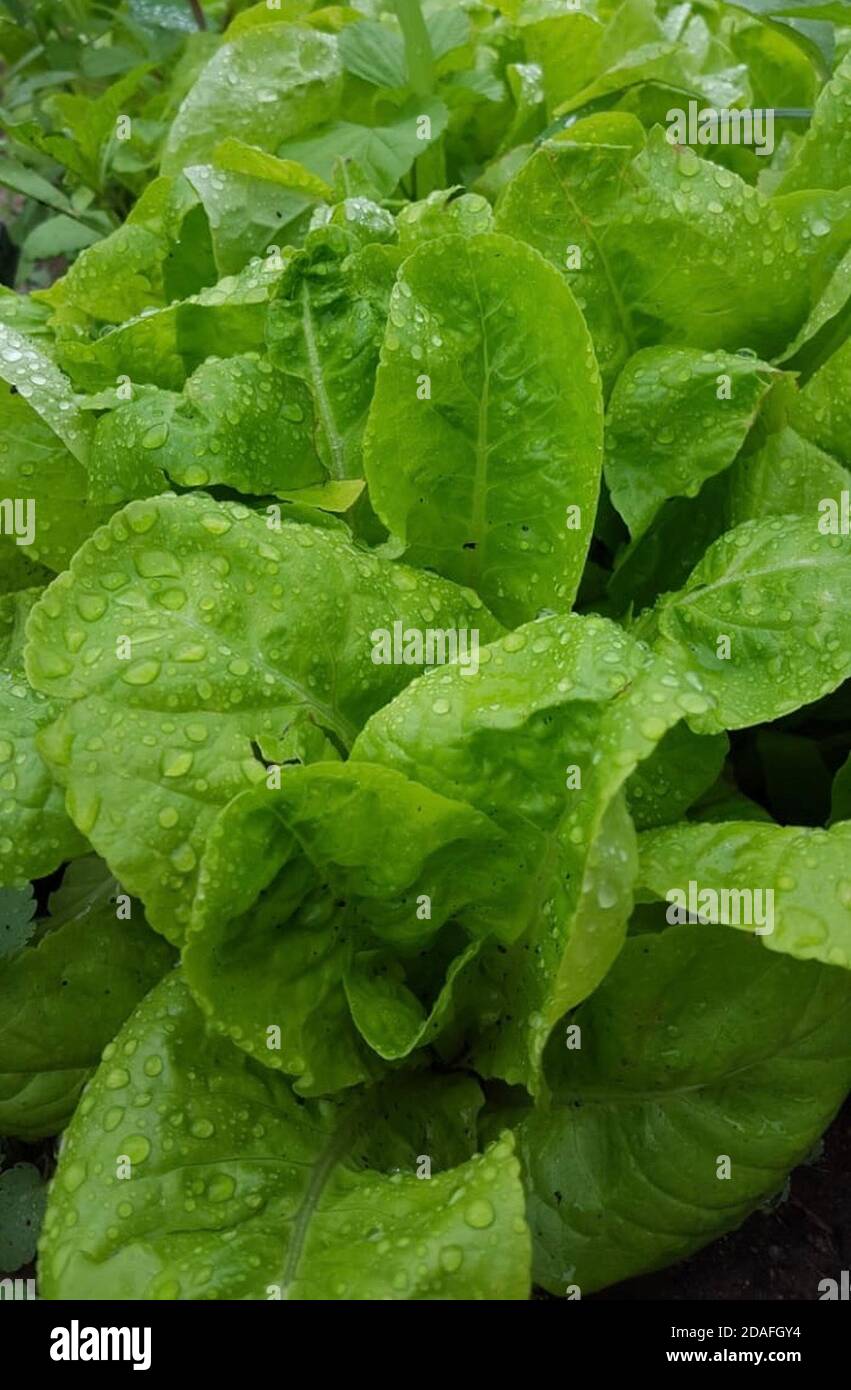 chard plant with drops of water on its leaves after being watered Stock ...