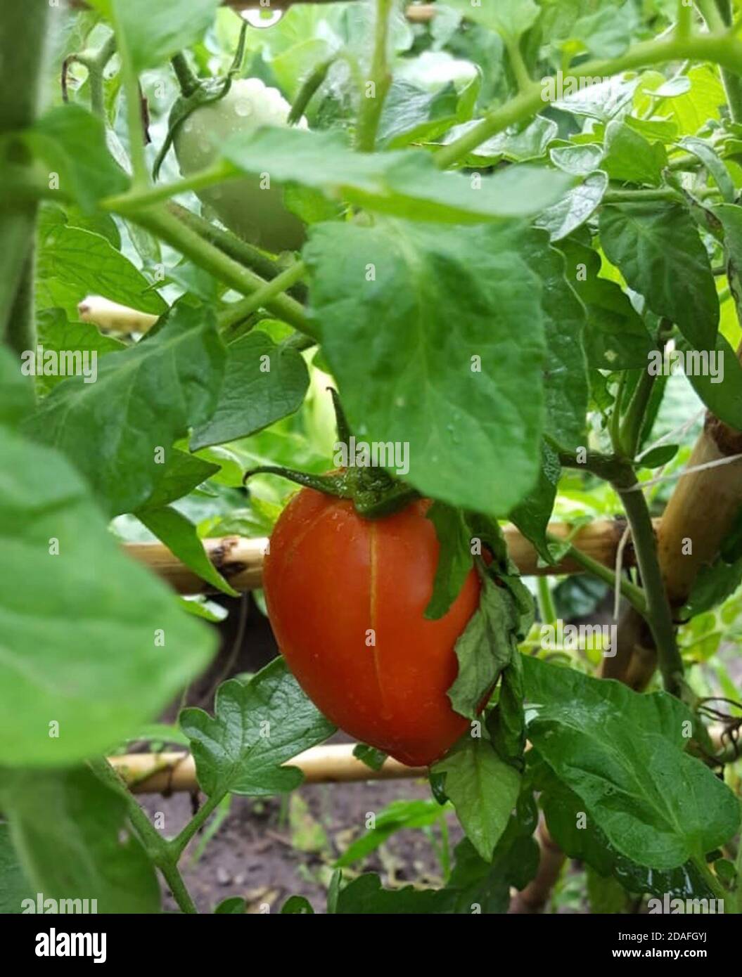 tomato plant with ripe red fruit and stake structure with canes to ...