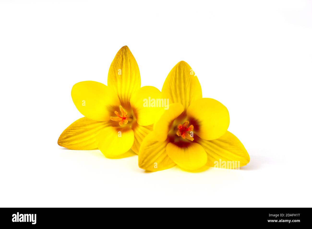 First spring leaves on Cut Out Stock Images & Pictures - Alamy