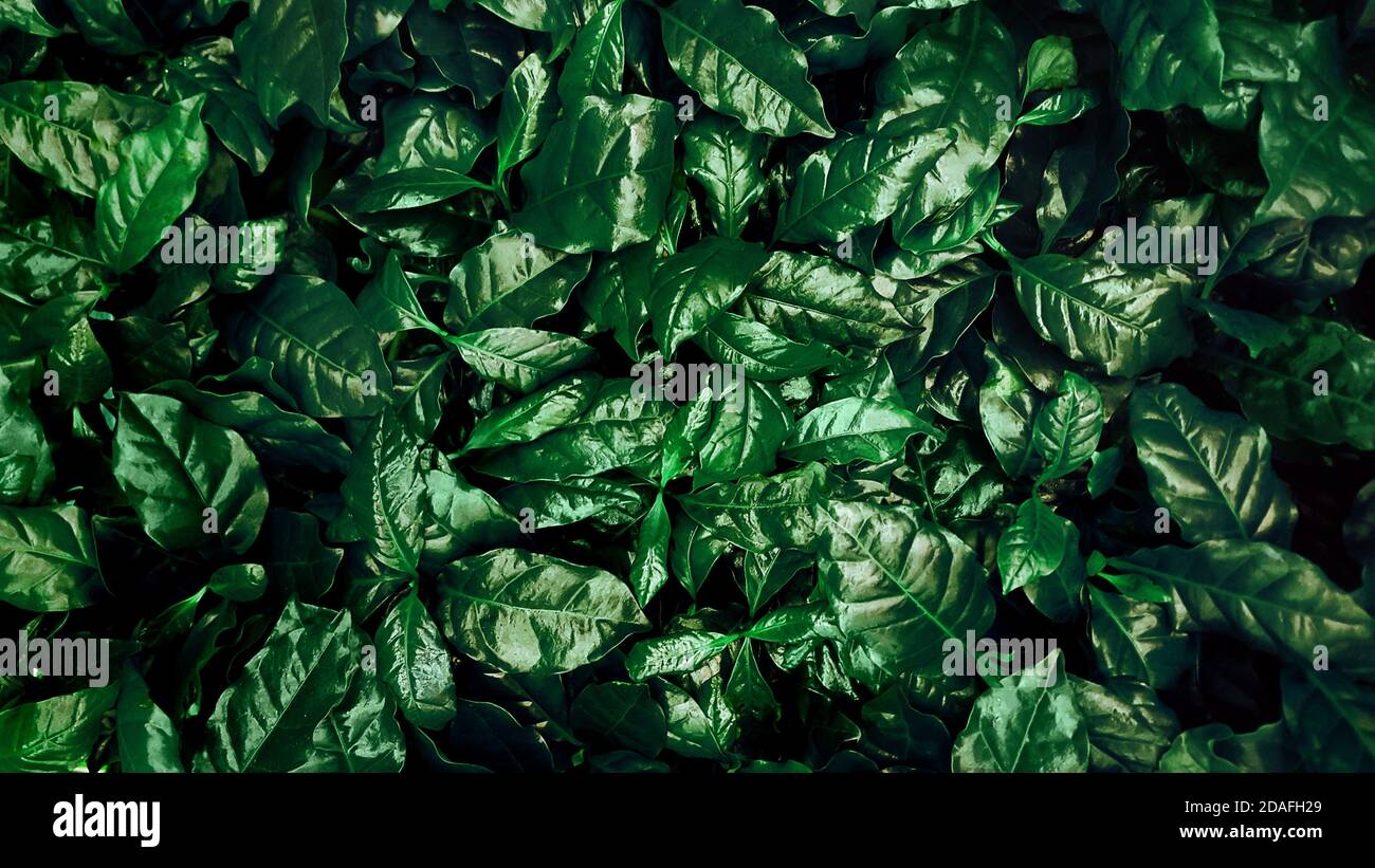 Green leaves coffee plant background. Top view Stock Photo - Alamy