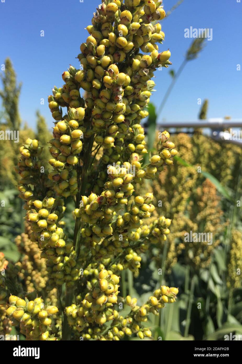 Sorghum plants hi-res stock photography and images - Alamy