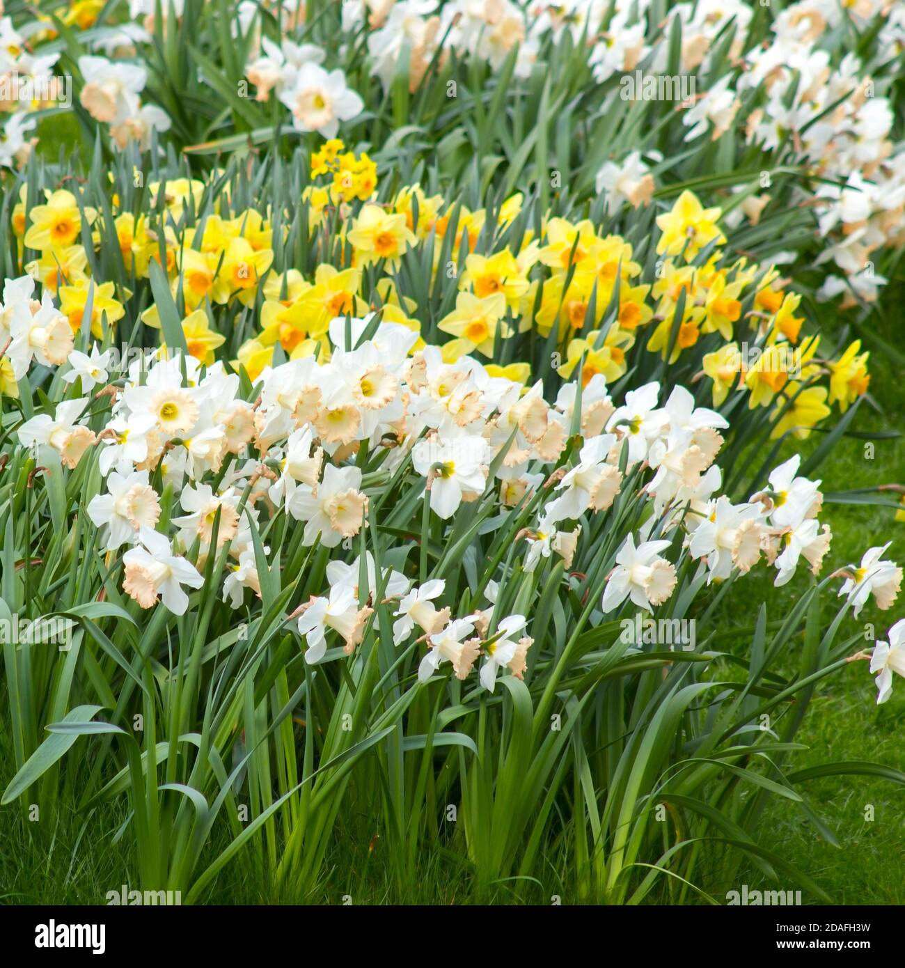Daffodil narcissus flowers bluebells growing hi-res stock photography ...