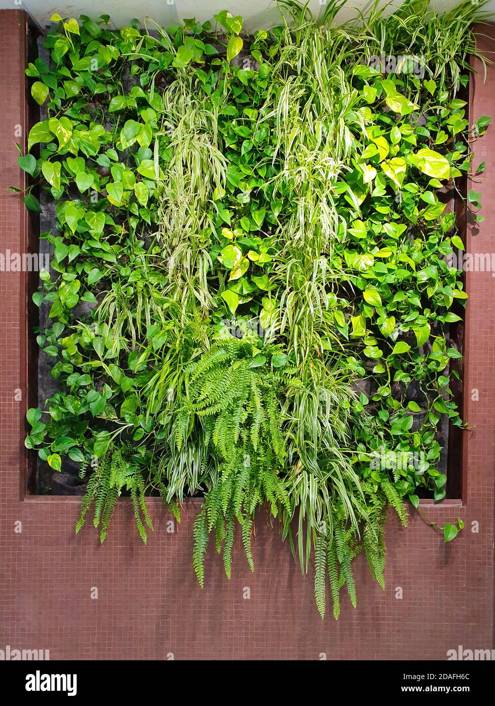 Phytowalls for vertical gardening. Planting of greenery. Herb wall ...