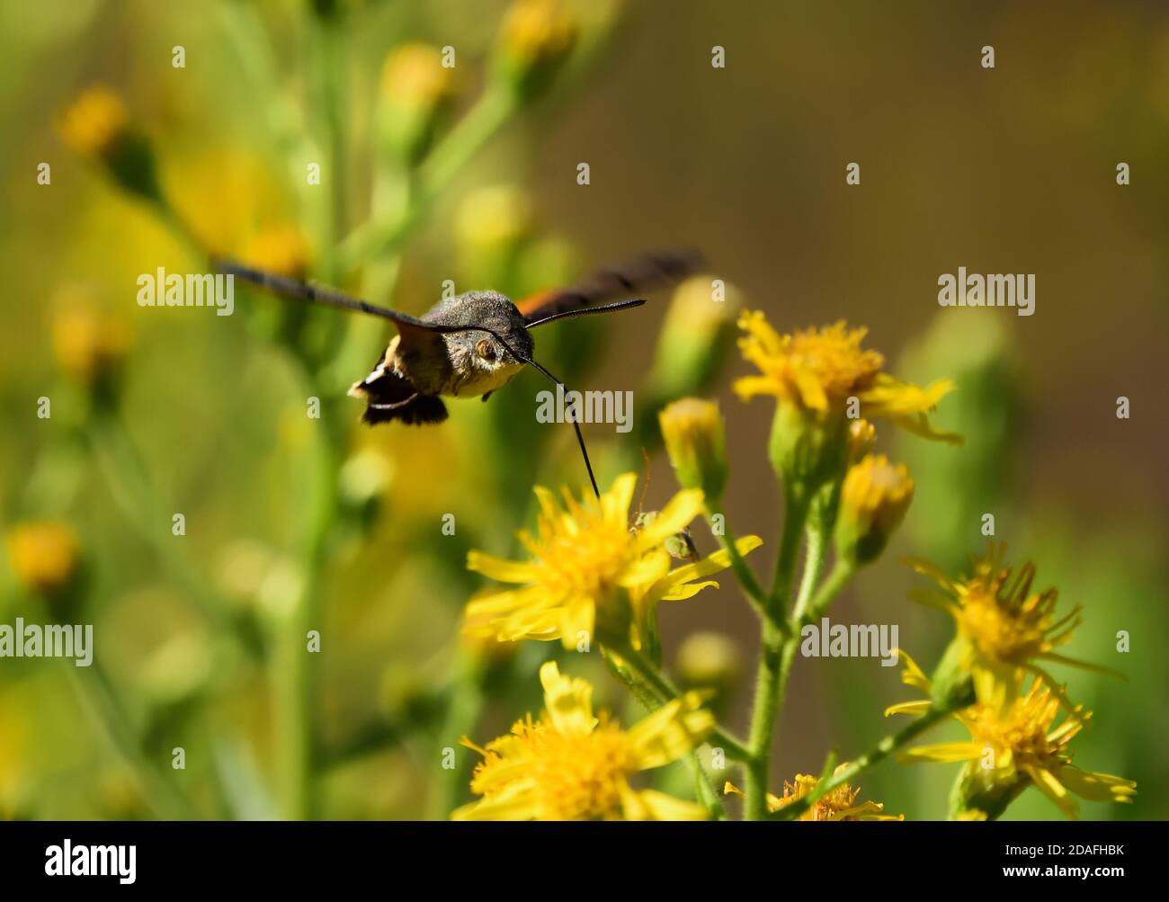 Isolated specimen of hawk-moth hummingbird (Macroglossum stellatarum ...