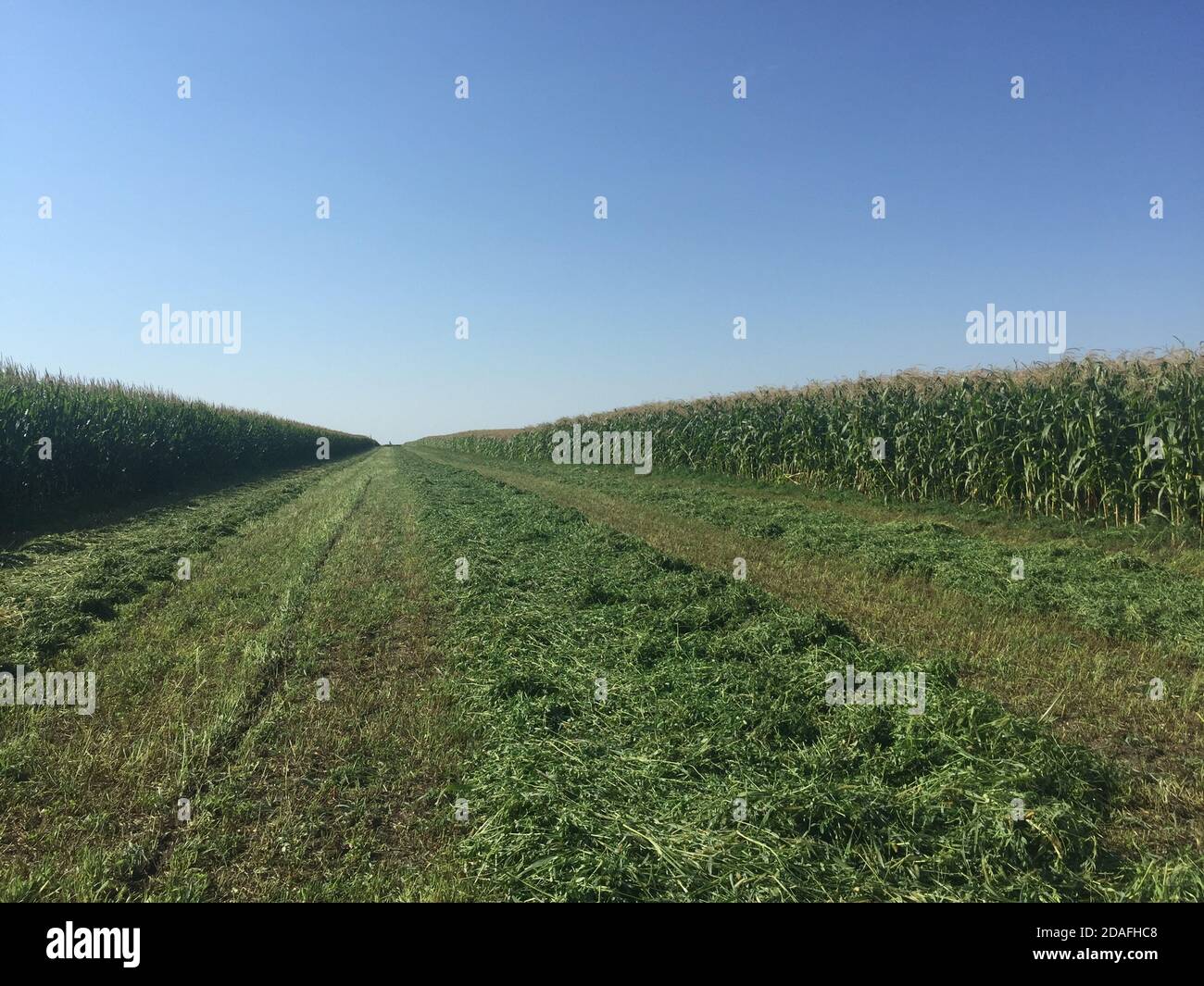 Field path with grain field in spring hi-res stock photography and ...
