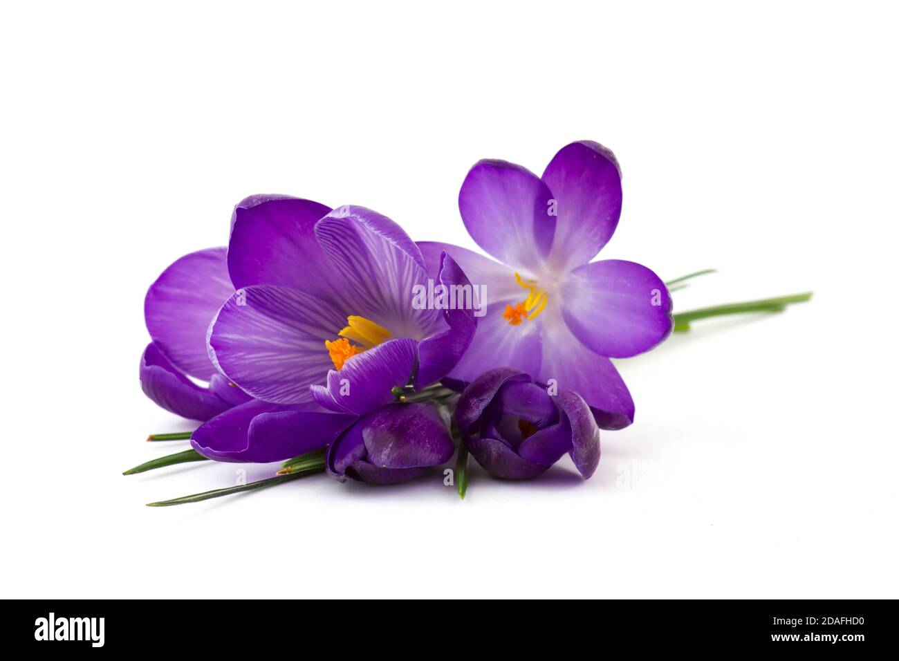 First spring leaves on Cut Out Stock Images & Pictures - Alamy
