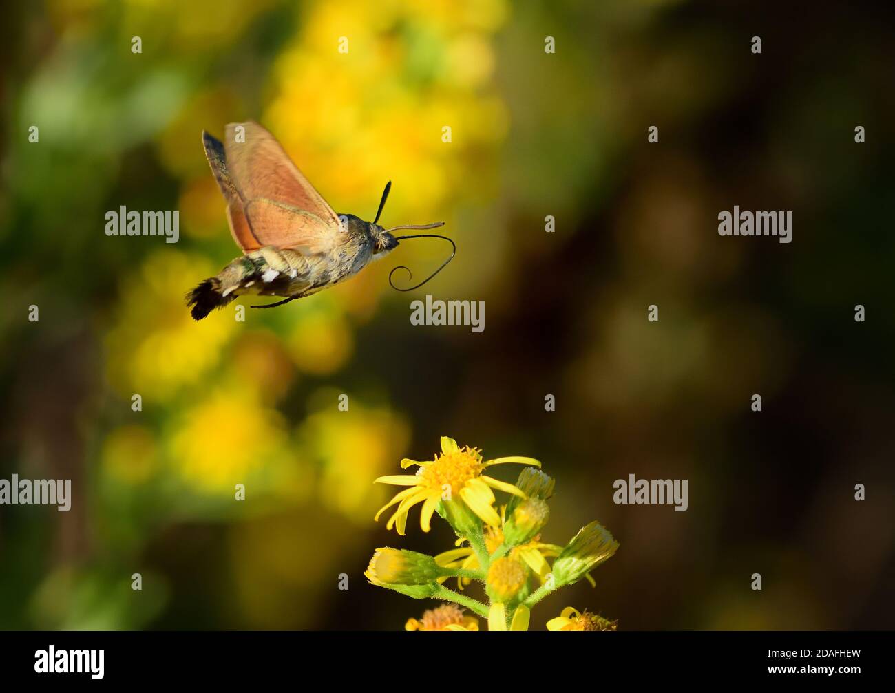 Hummingbird eating insects hi-res stock photography and images - Alamy