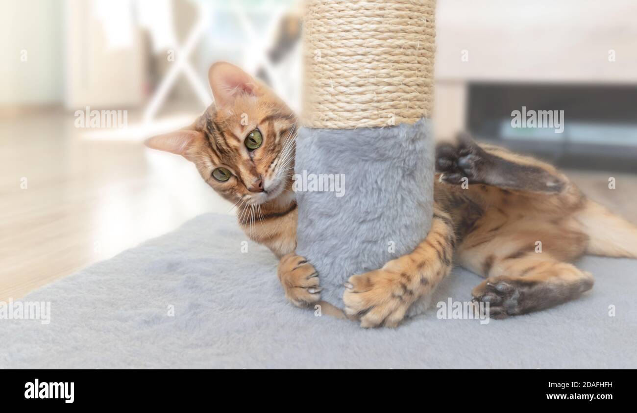 Bengal cat hugs hi-res stock photography and images - Alamy