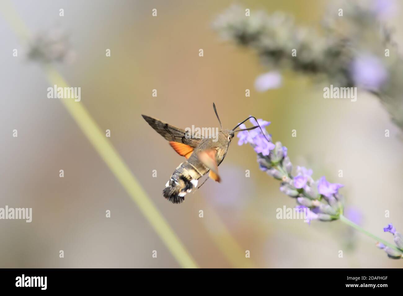 Macro photograph of an isolated specimen of a Hummingbird hawk-moth ...