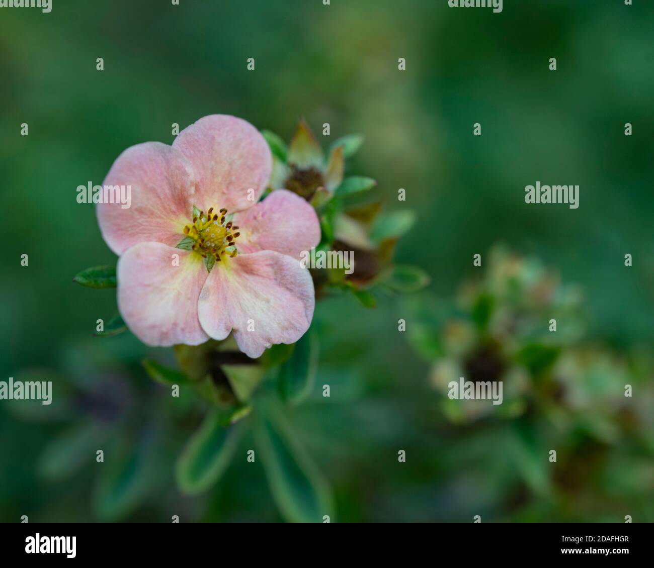 Shrubby cinquefoil hi-res stock photography and images - Alamy