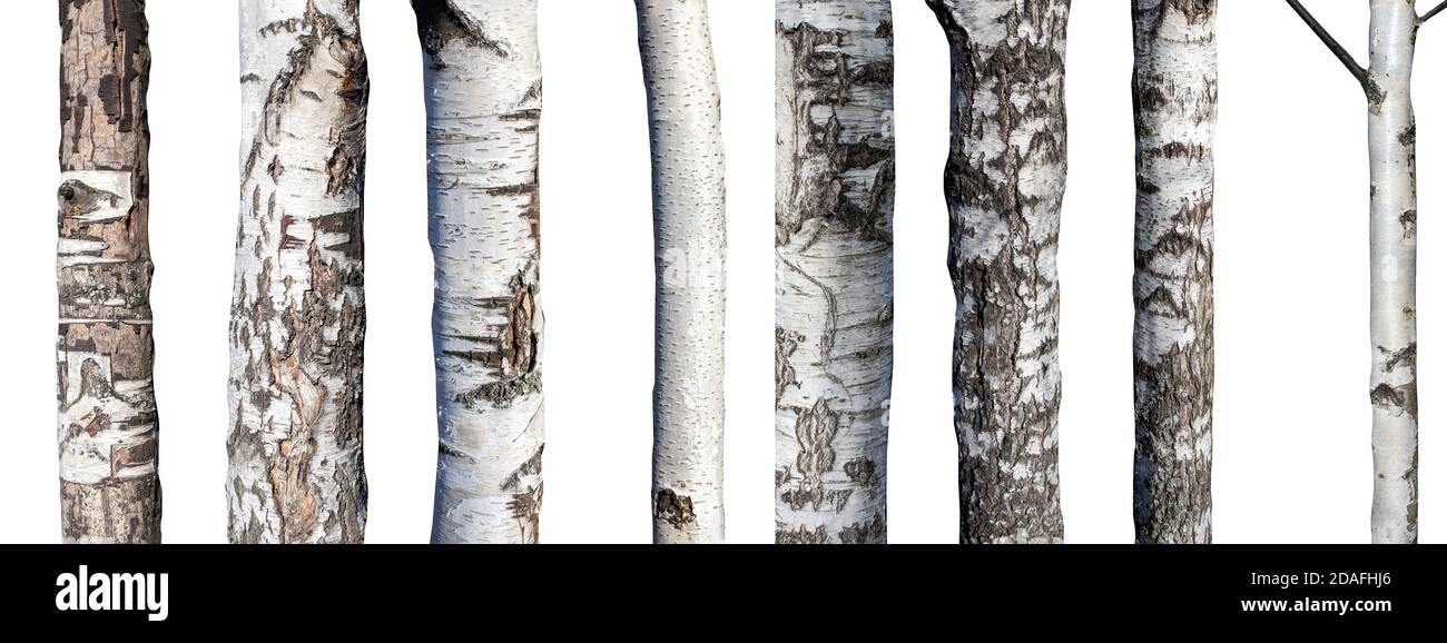 set of natural birch trunks isolated on white background Stock Photo ...