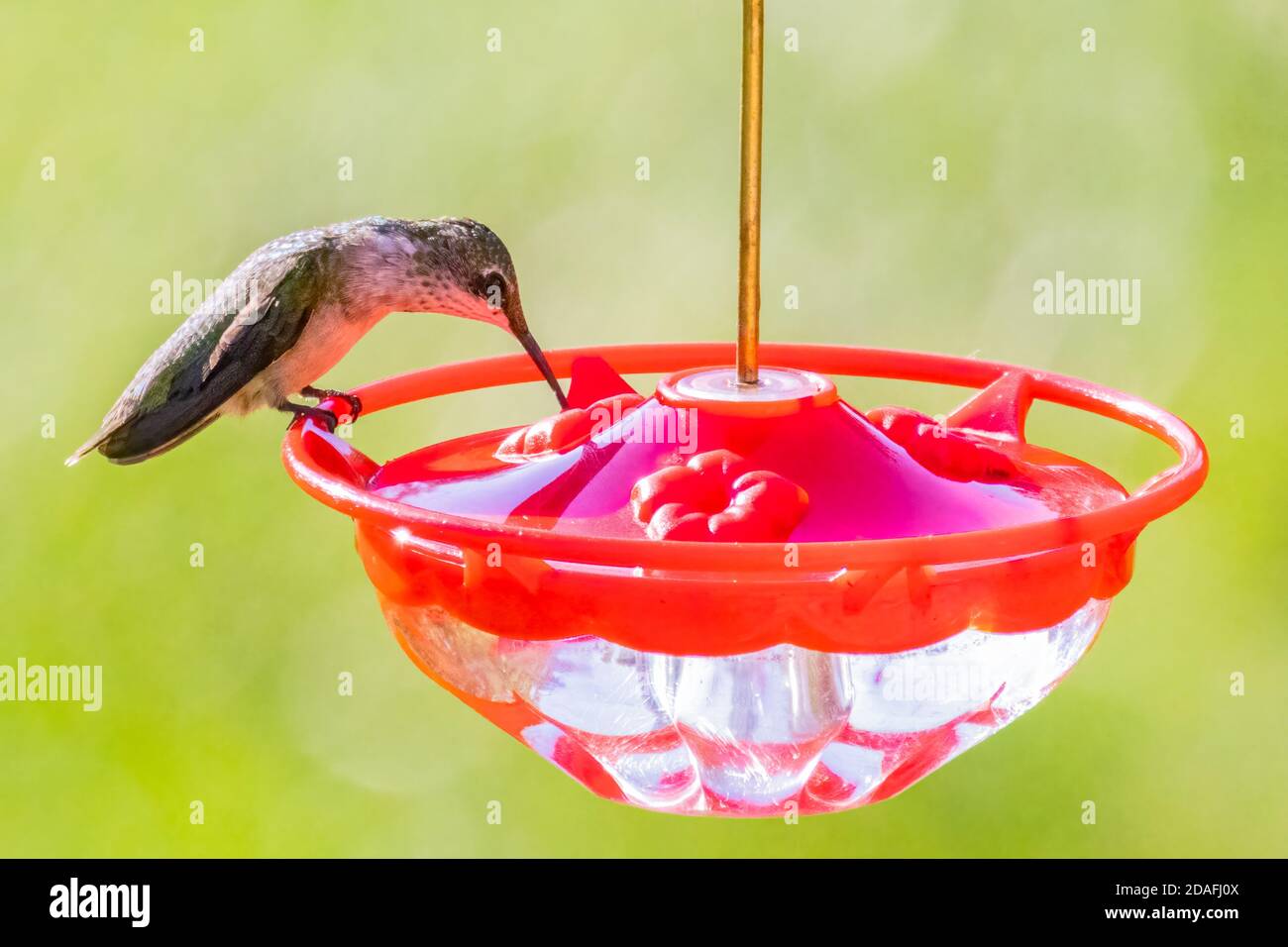Ruby Throated Hummingbird Drinking Water from a Feeder Stock Photo - Alamy