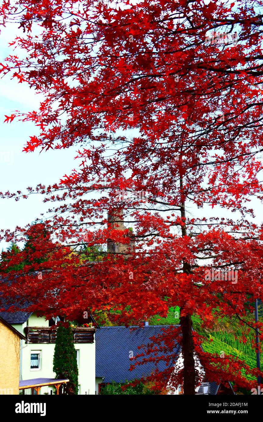 beautiful autumn tree in Mosel valley Stock Photo - Alamy