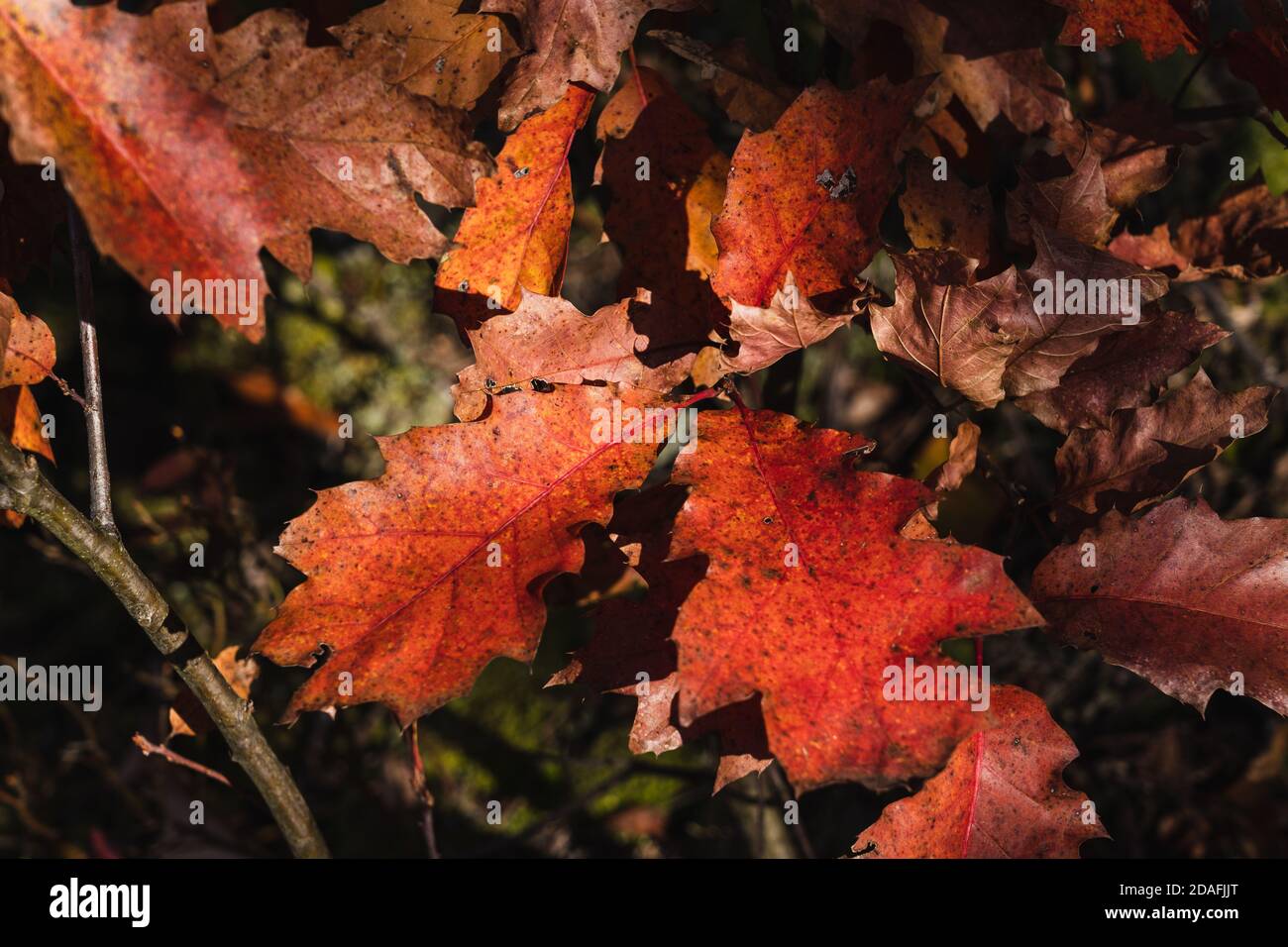Closeup of bright red, Fall leaves in the woods Stock Photo - Alamy