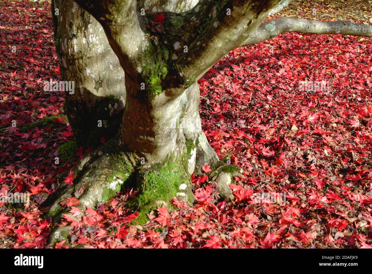 Tree trunk and fallen red leaves of an Acer Palmatum in autumn colours ...