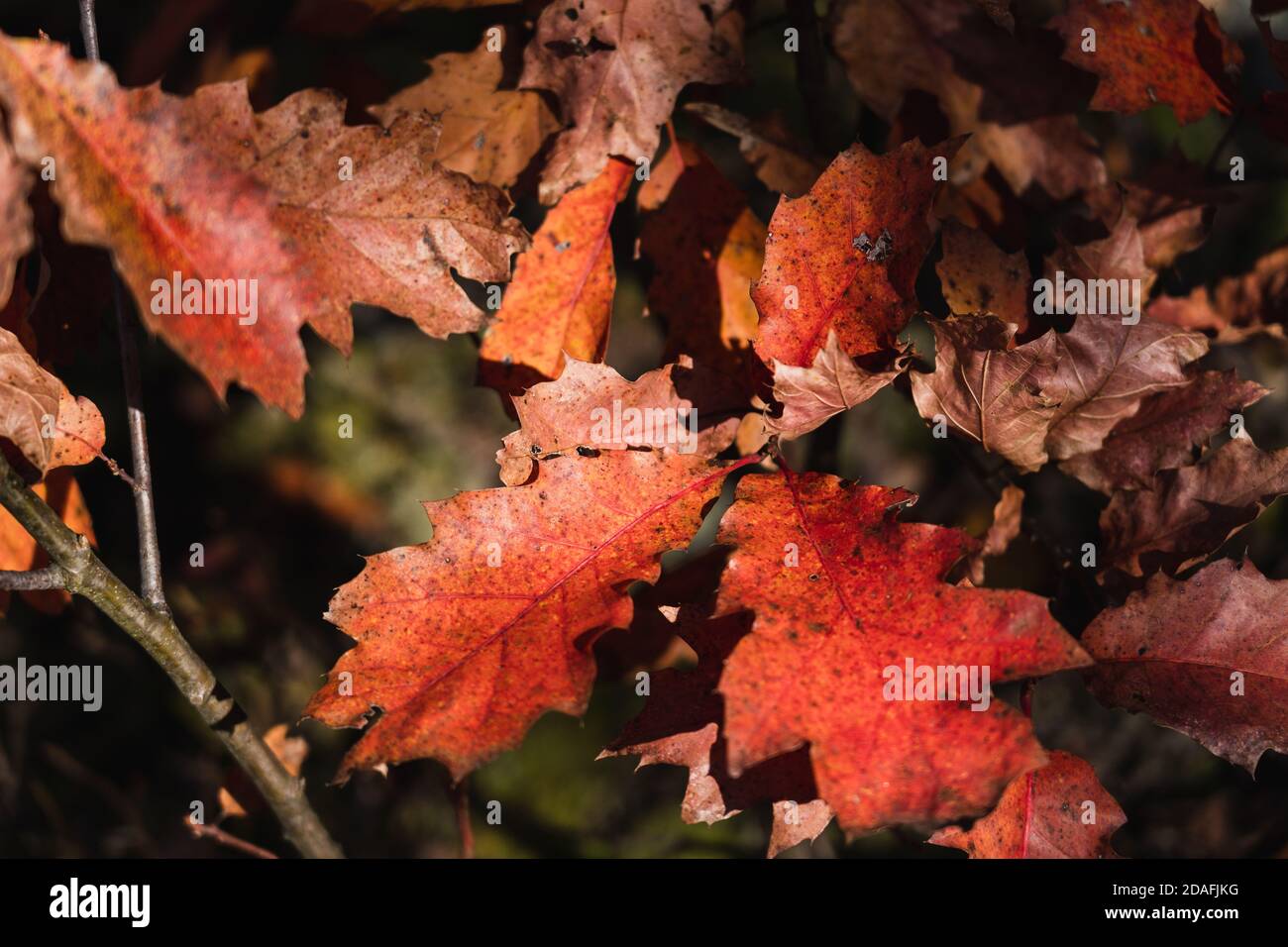 Closeup of bright red, Fall leaves in the woods Stock Photo - Alamy