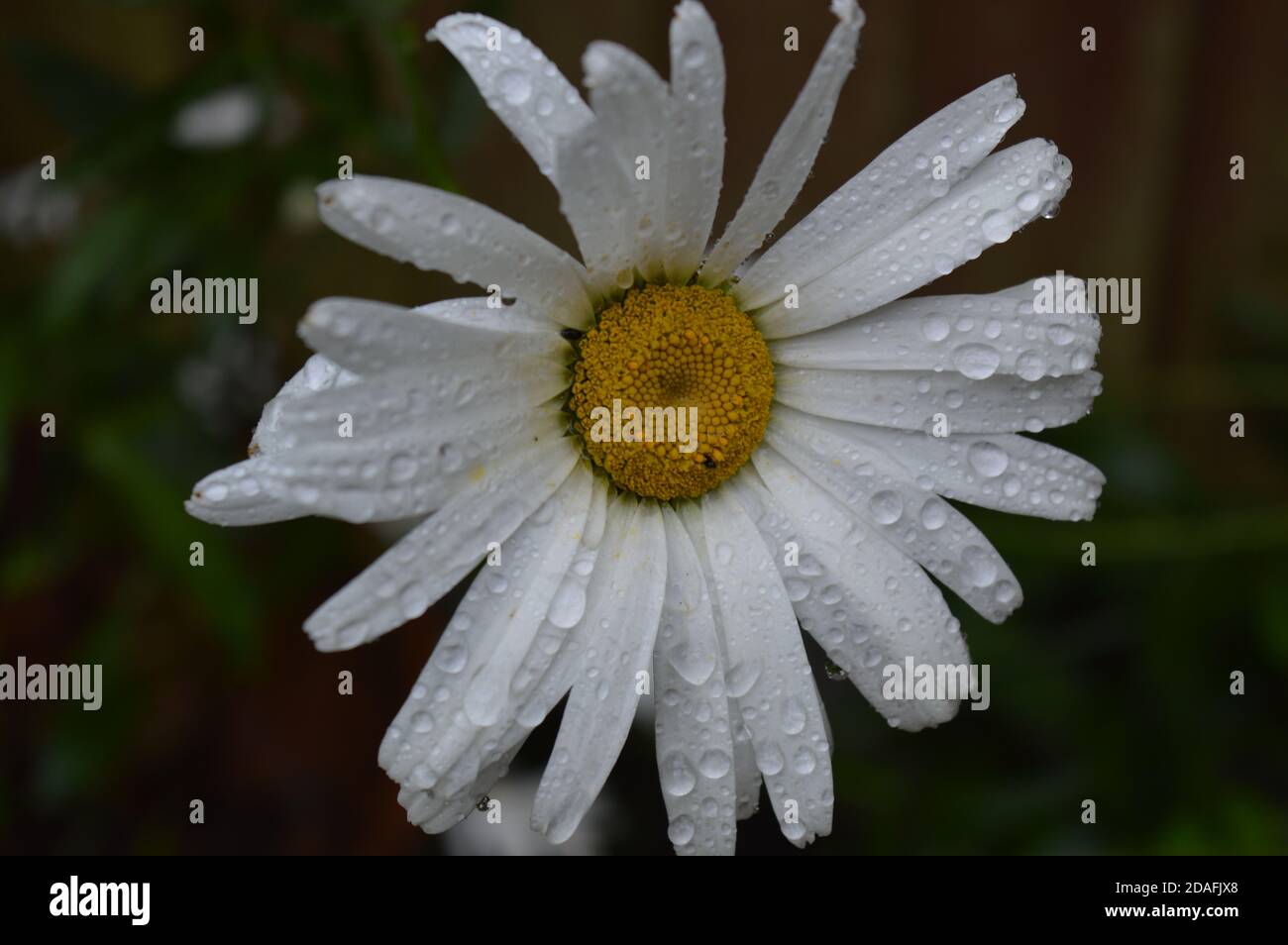 Daisy flower plants in the rain Stock Photo - Alamy