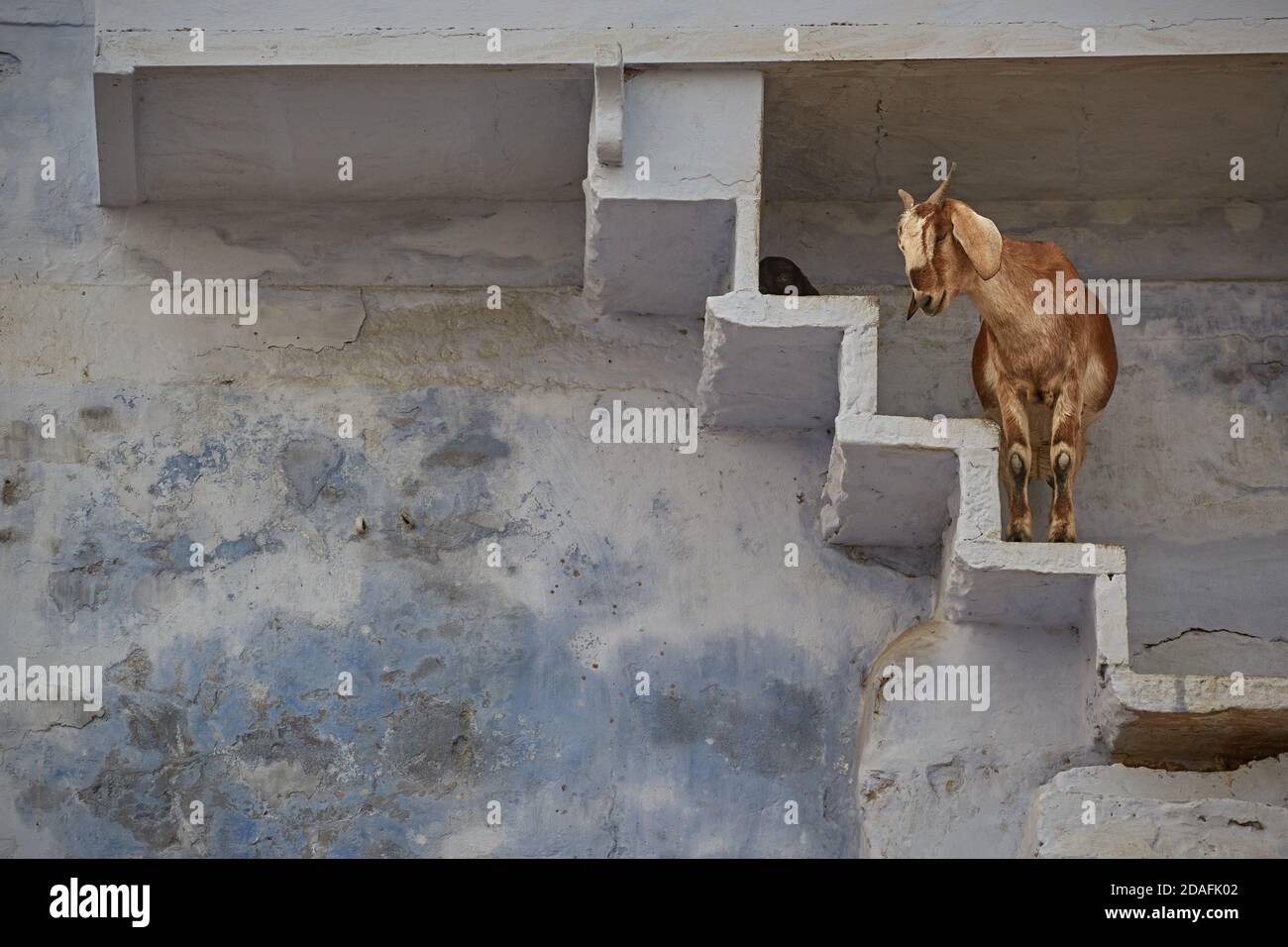 Varanasi, India, December 2015. A goat on a ladder that leads nowhere ...