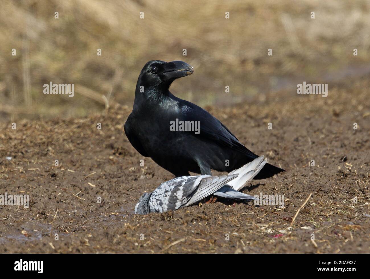 Large-billed Crow (Corvus macrorhynchos japonensis) adult predating ...