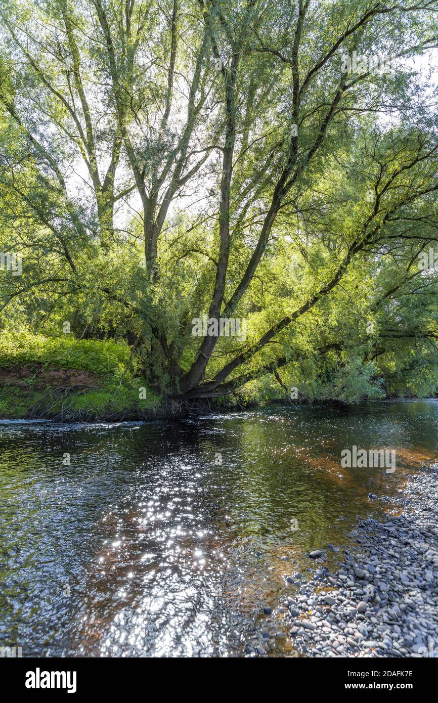 An old willow tree on the banks of the River Irthing flowing past the ...