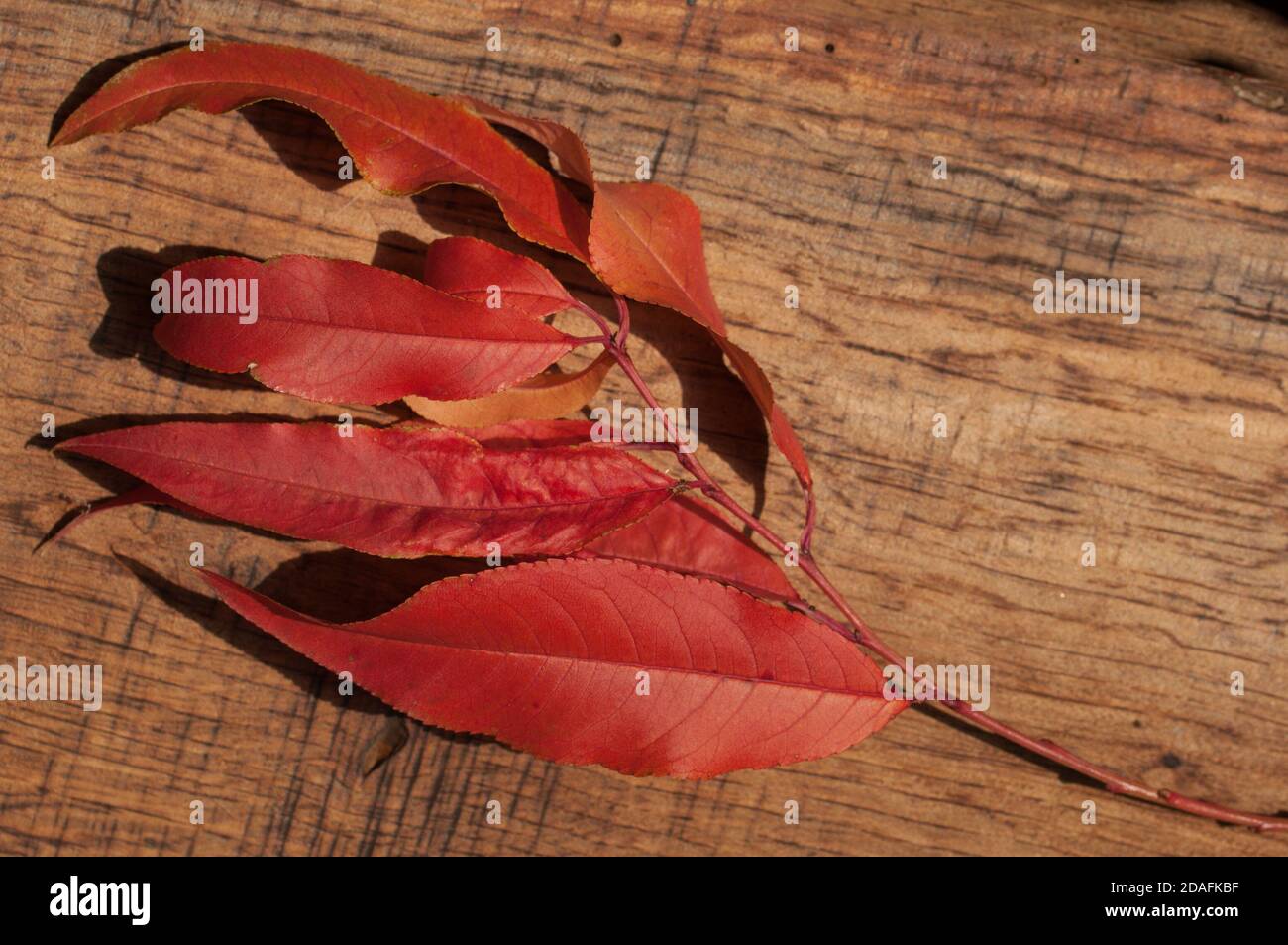Peach tree fallen leaves, autumn wallpaper. Fall season nature ...