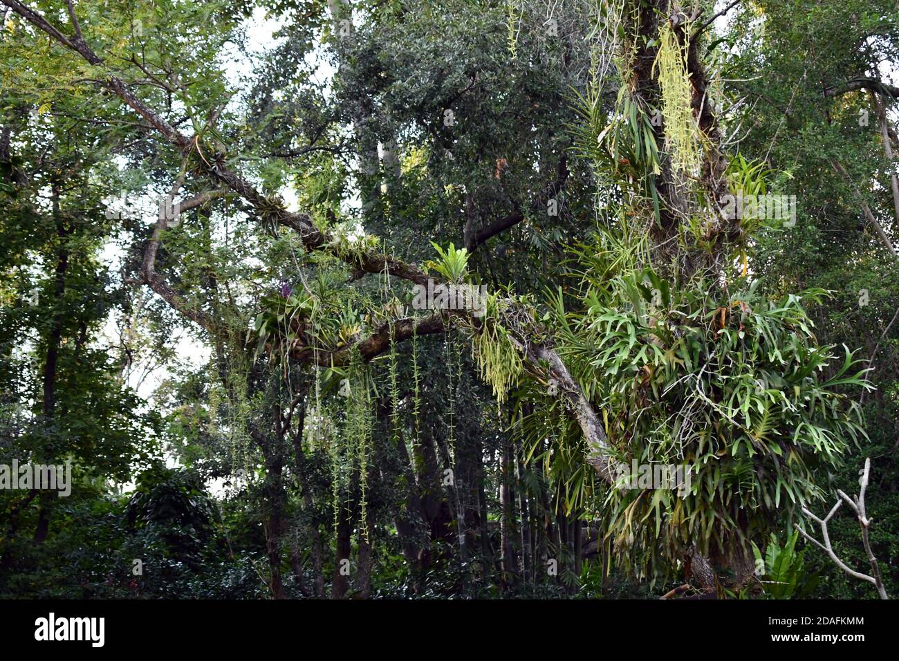 Intertwined tree with long green leaves in a forest Stock Photo - Alamy