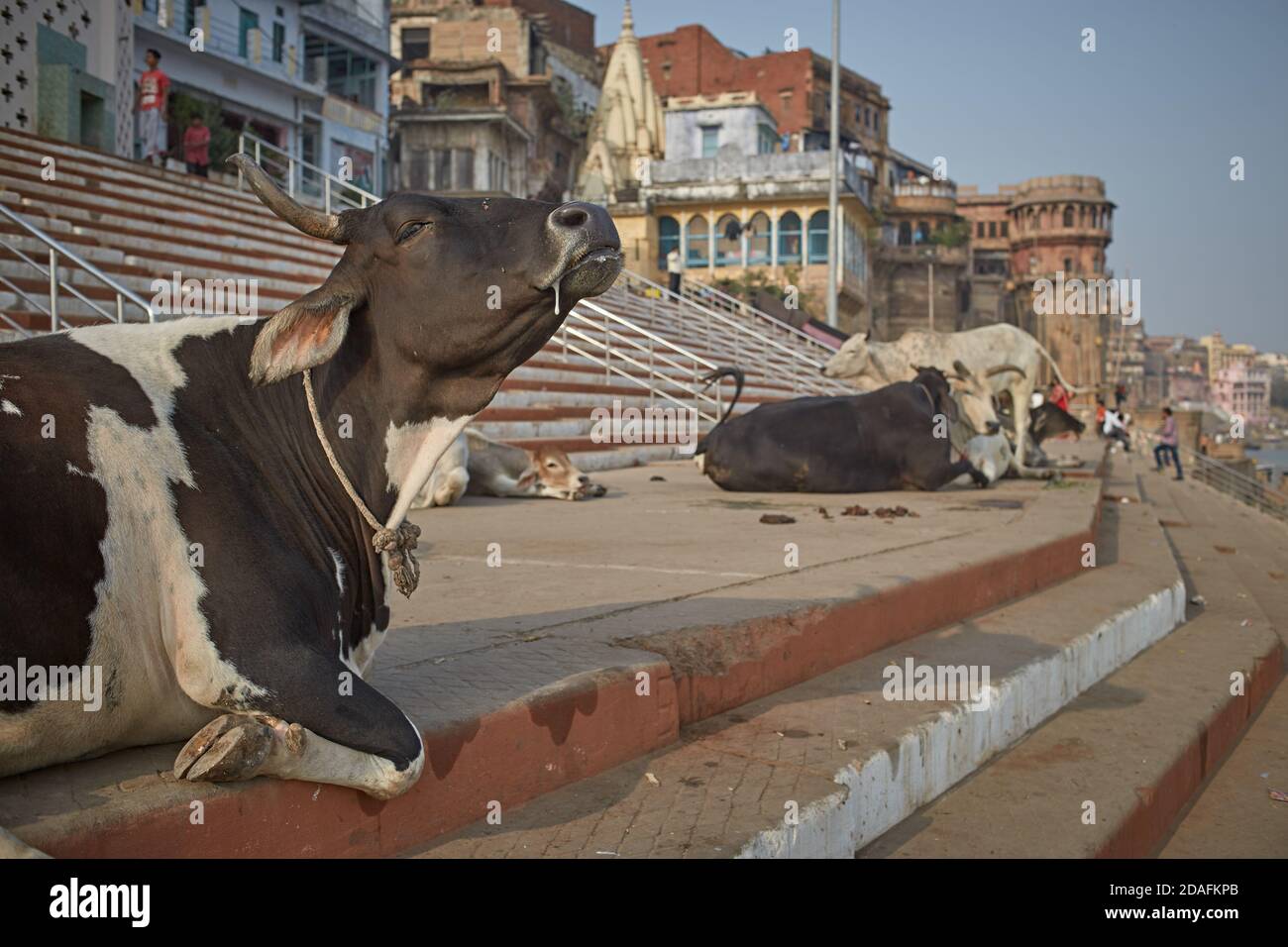 Varanasi, India, December 2015. A sacred cow in a Ganges river ghat ...