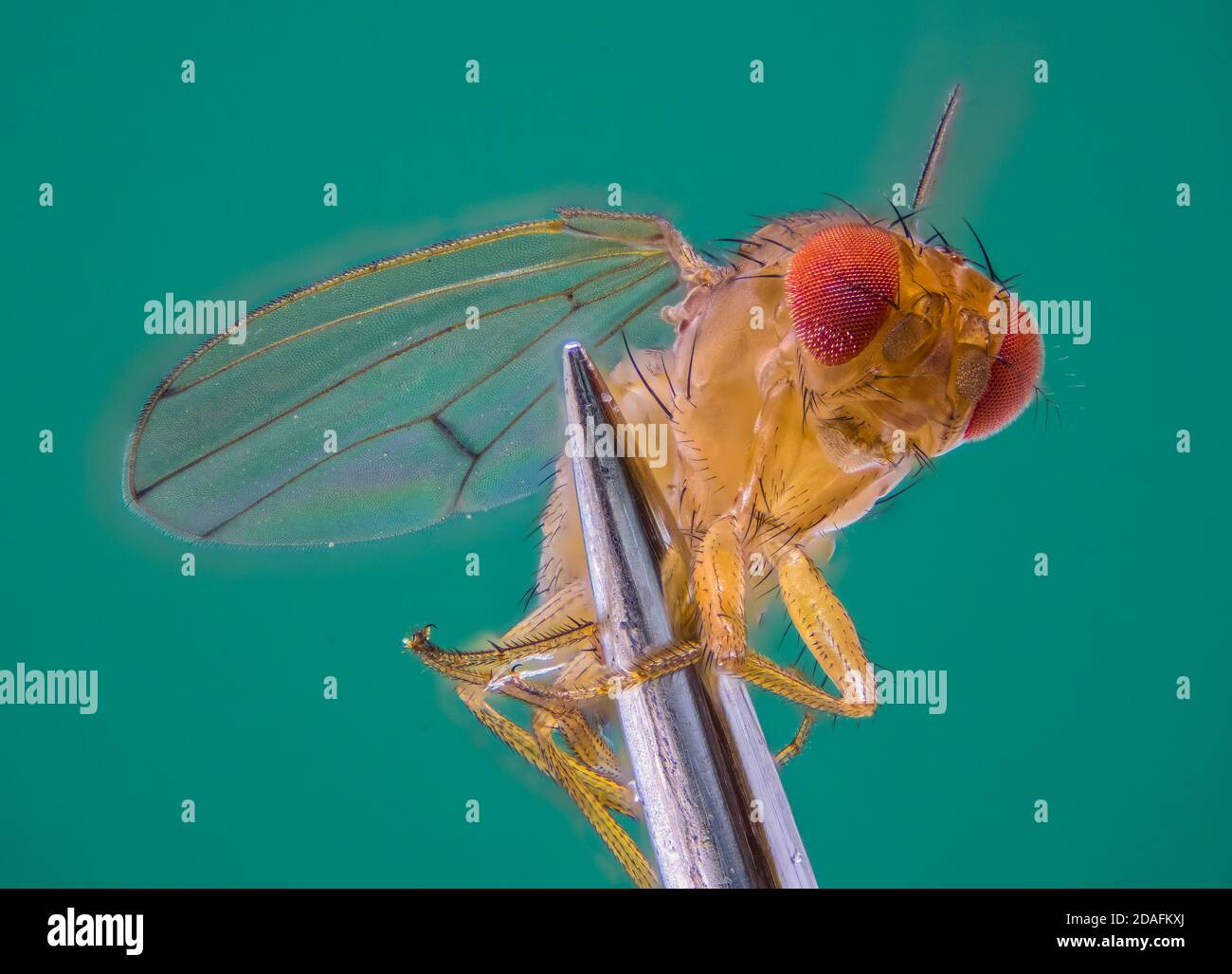 Needle head hi-res stock photography and images - Alamy