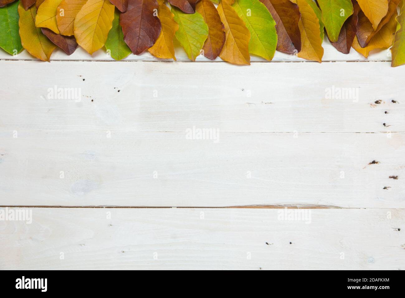 Magnolia leaves hi-res stock photography and images - Alamy