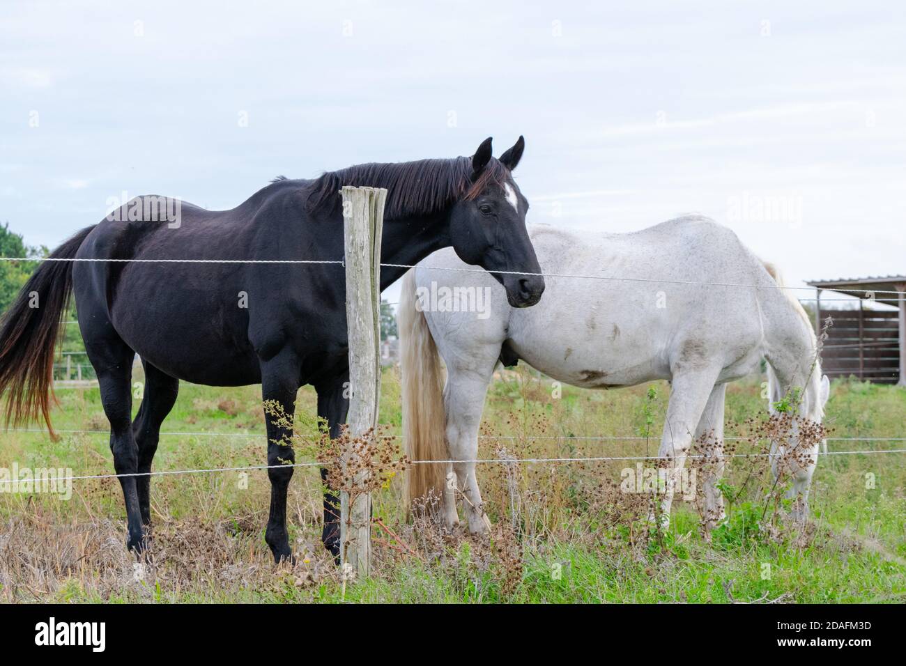 Mare udder hi-res stock photography and images - Alamy