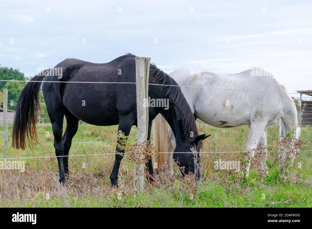 Mare udder hi-res stock photography and images - Alamy