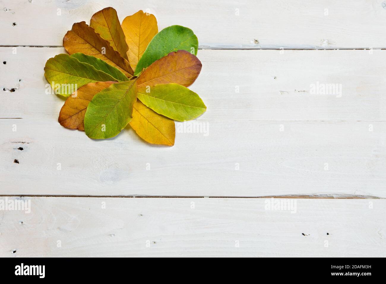 Magnolia leaves hi-res stock photography and images - Alamy