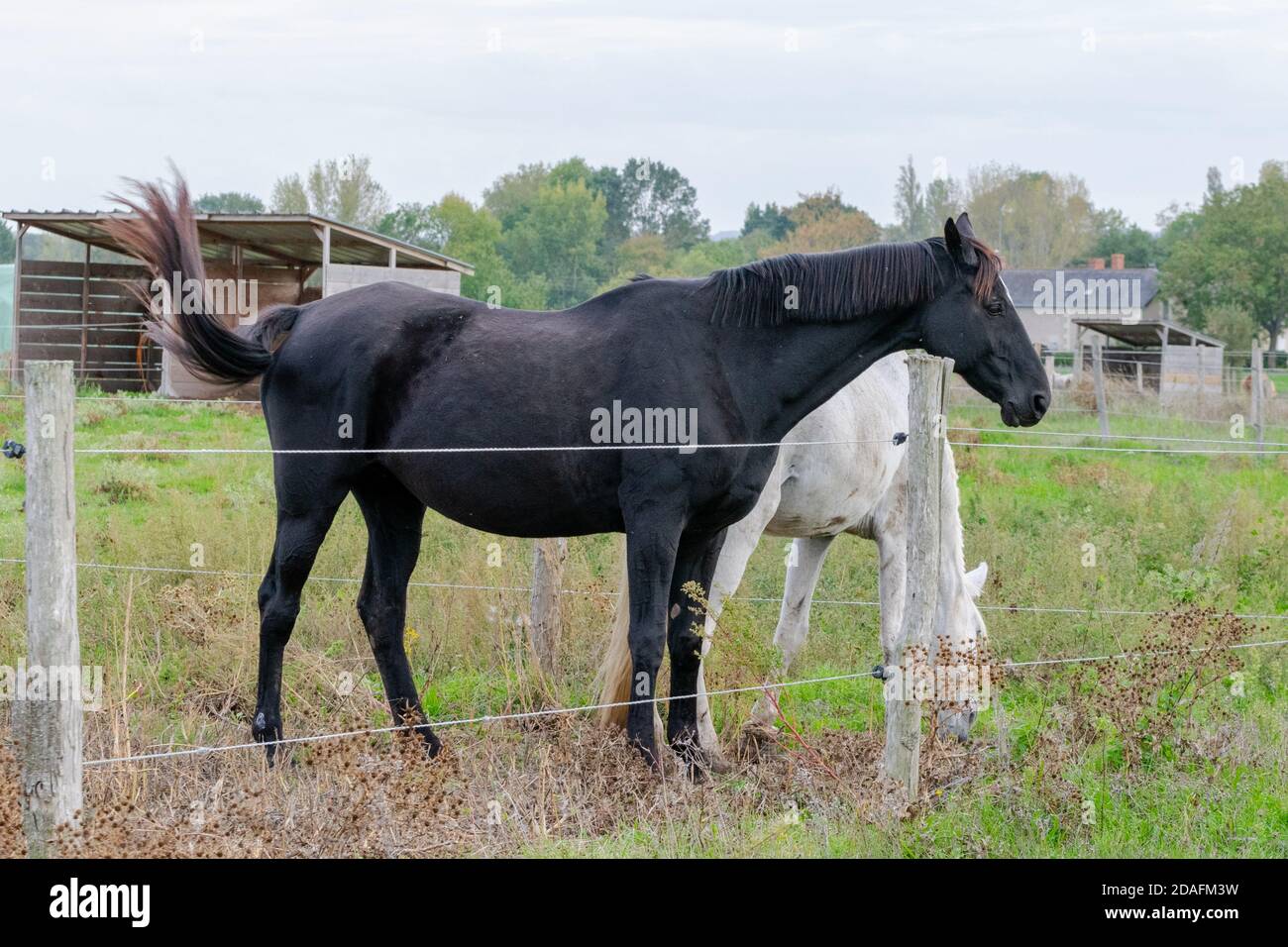 Mare Udder High Resolution Stock Photography and Images - Alamy
