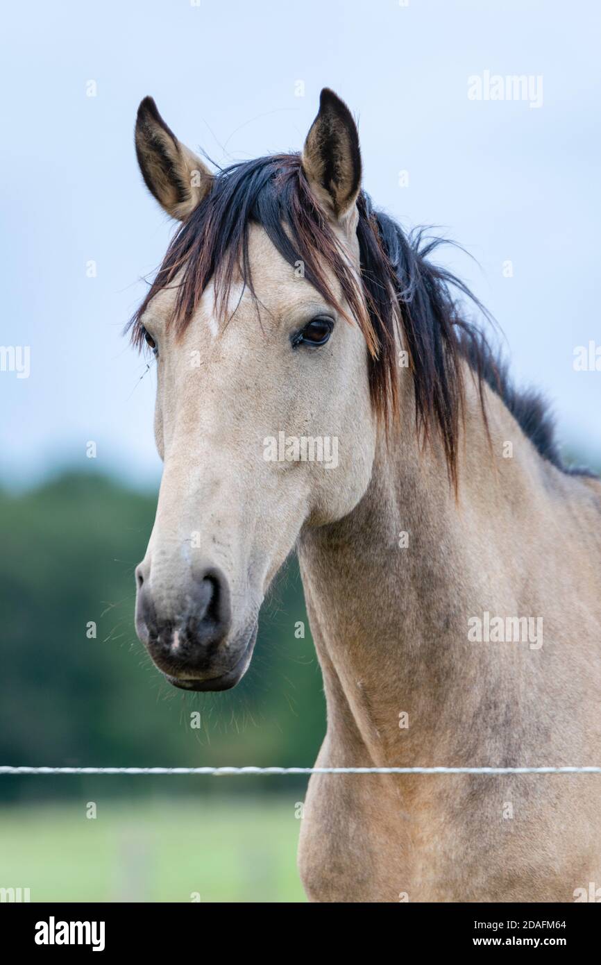 Mare udder hi-res stock photography and images - Alamy