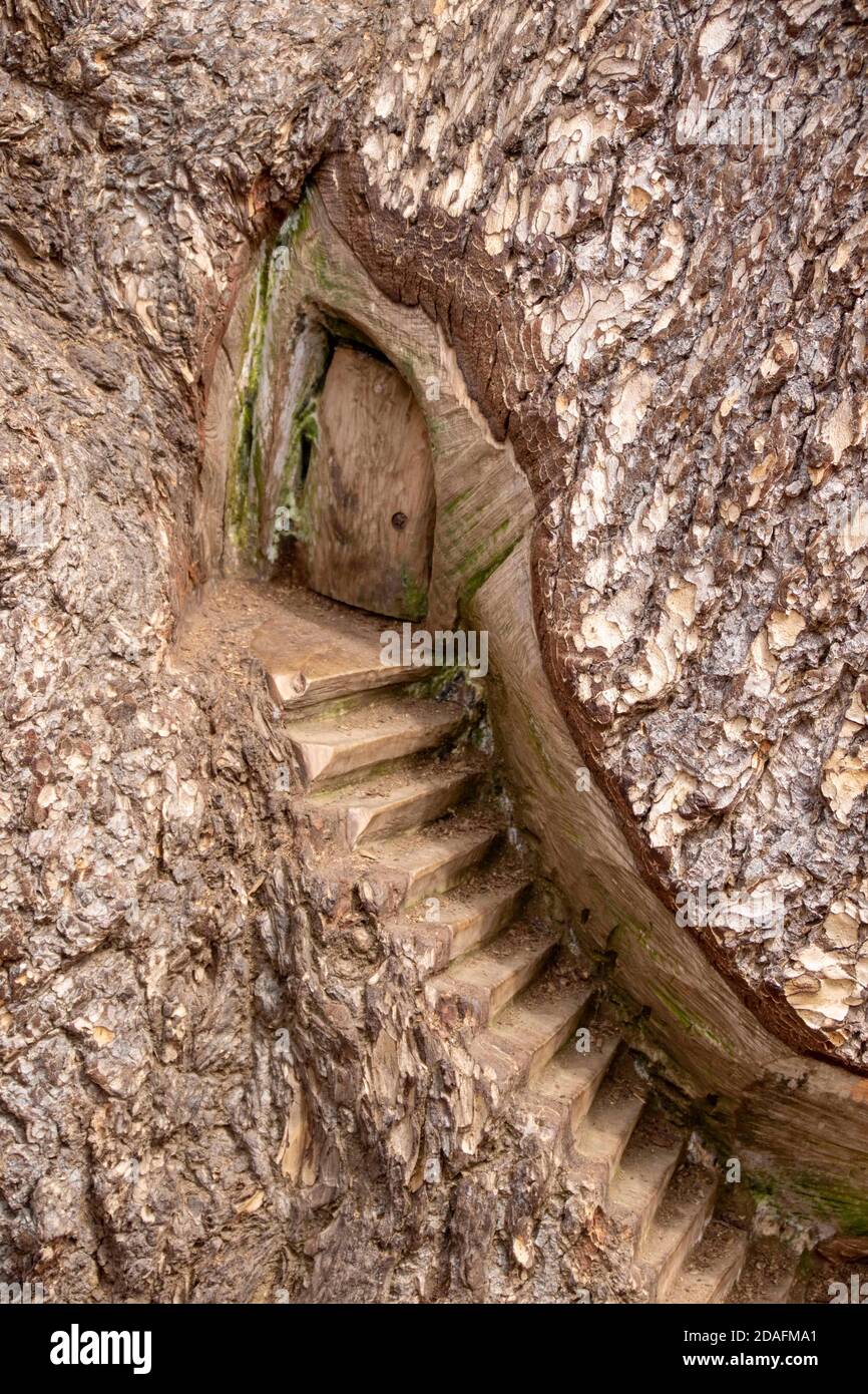 wooden fairy door carved into a tree trunk a gateway between the human ...