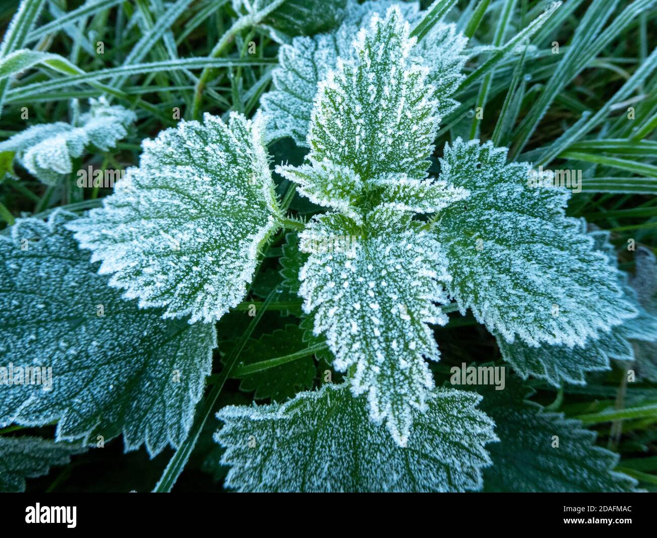 stinging nettle covered in frost Stock Photo - Alamy
