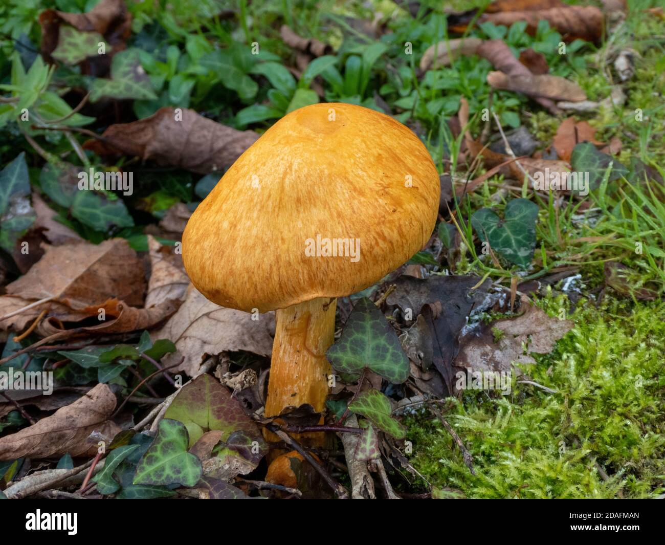 a toadstool growing on a tree stump Autumn has arrived Stock Photo - Alamy