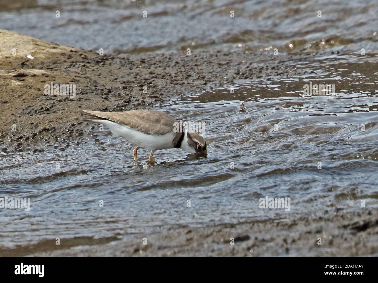 Long billed plover charadrius placidus adult hi-res stock photography ...