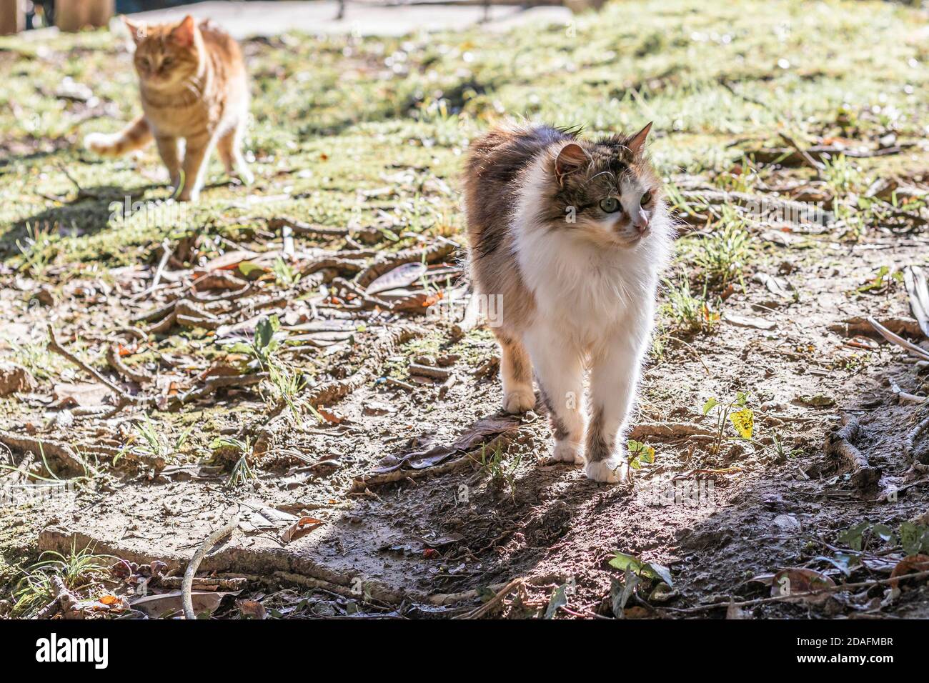 Two wild cats hi-res stock photography and images - Alamy