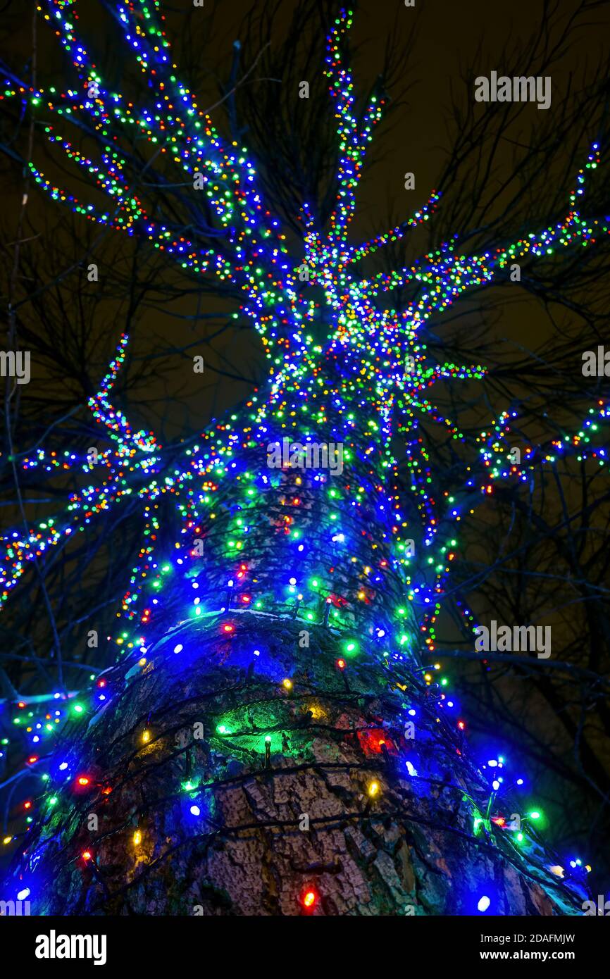 Multi trunk tree hi-res stock photography and images - Alamy