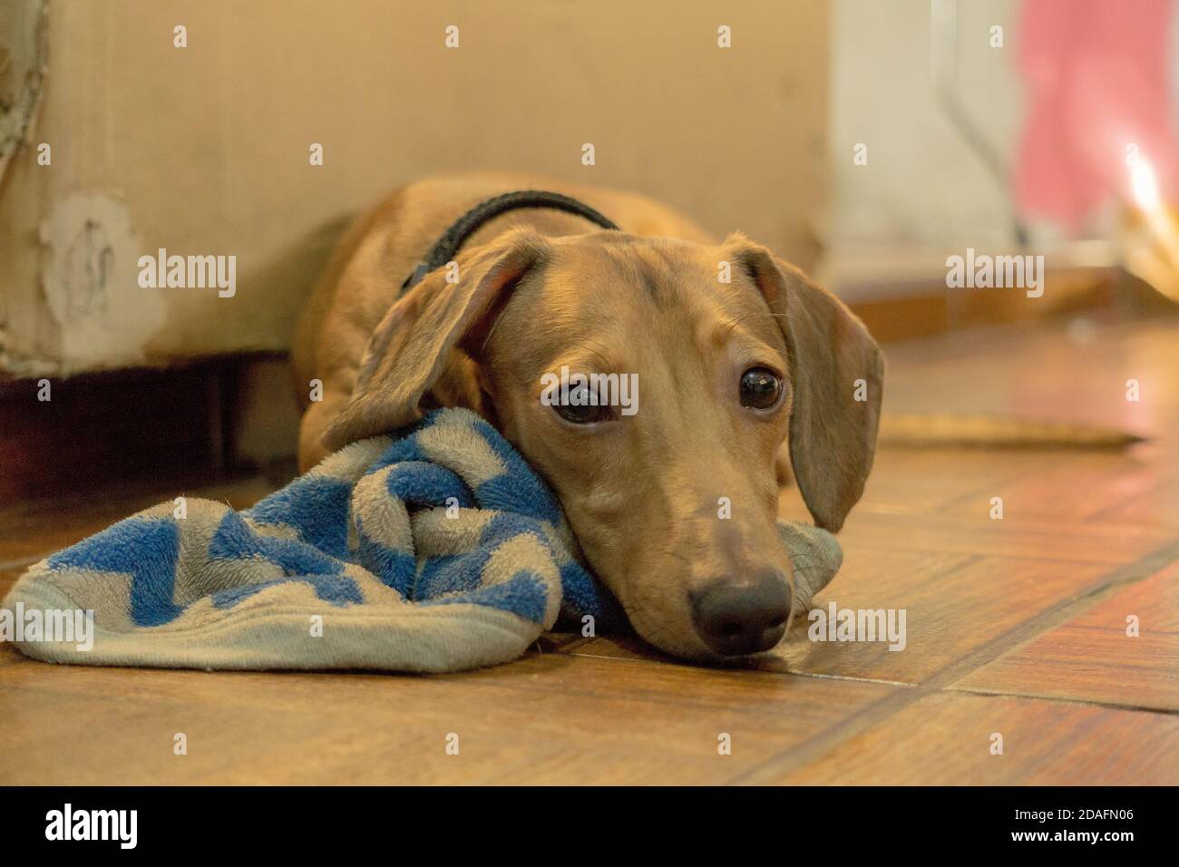 Closeup of a cute wiener dog with a sad look Stock Photo - Alamy