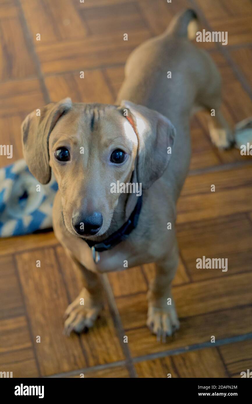 Closeup of a cute wiener dog with a sad look Stock Photo - Alamy