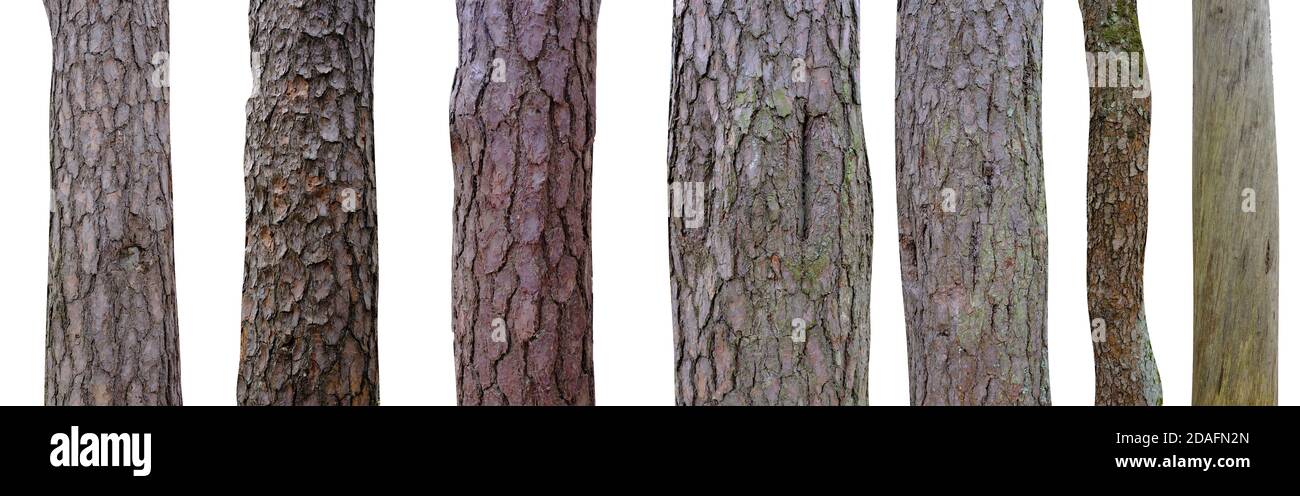 set of natural tree trunks isolated on white background Stock Photo - Alamy