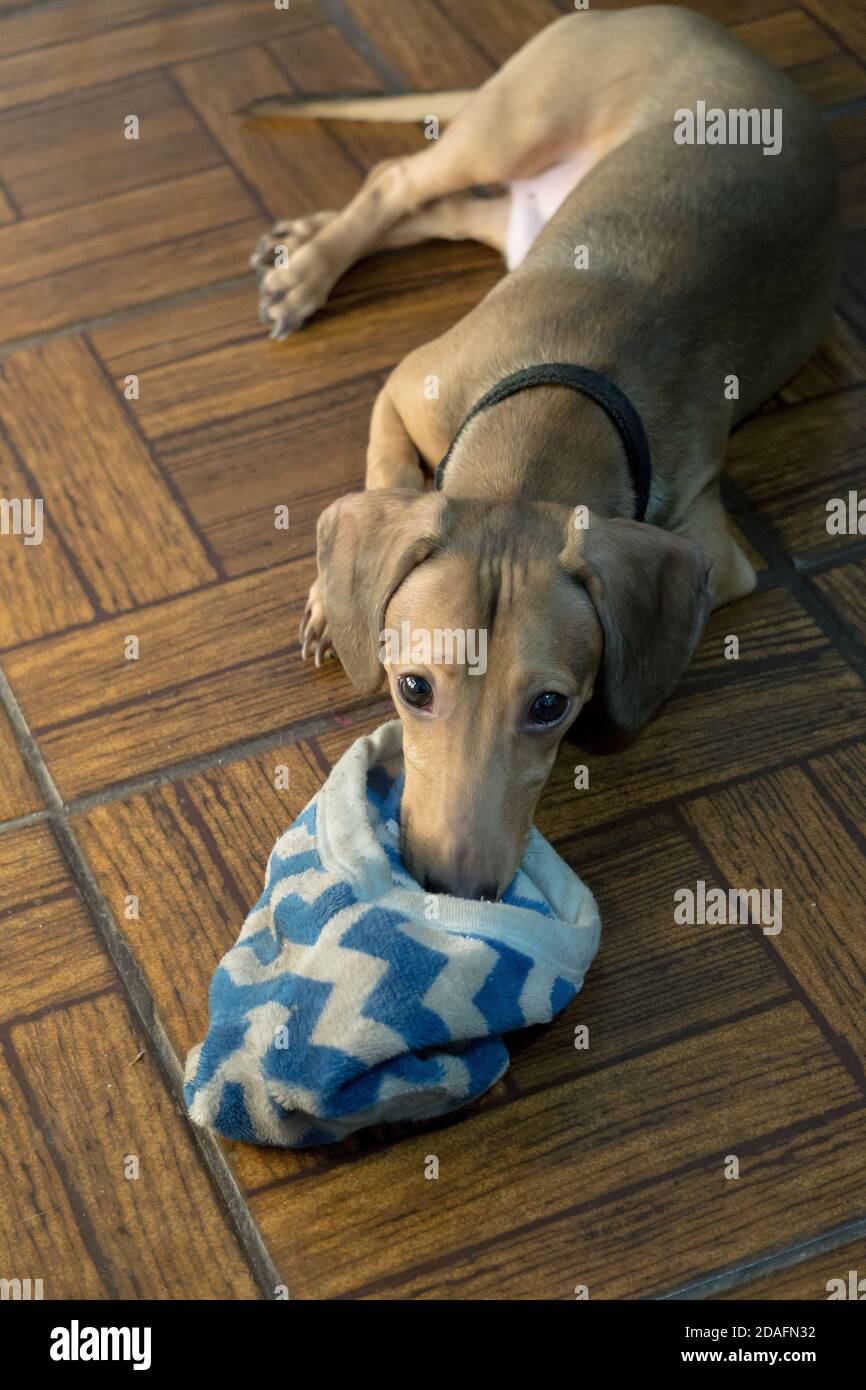 Closeup of a cute wiener dog with a sad look Stock Photo - Alamy