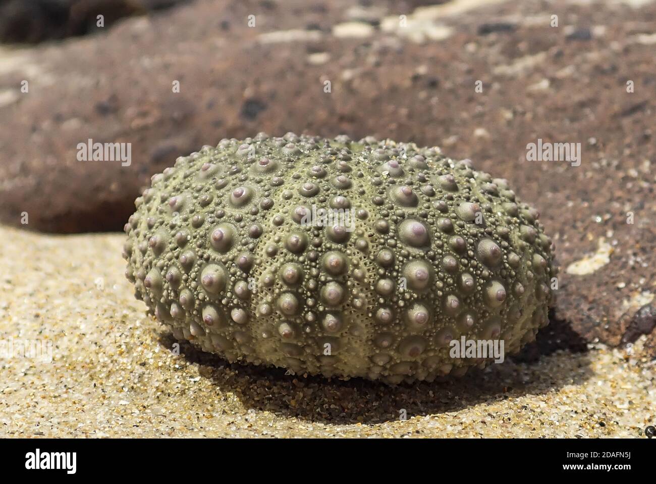 Closeup of a green sea urchin shell on the sand Stock Photo - Alamy