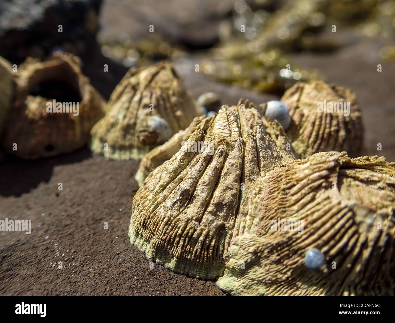 Closeup of limpets on the seashore Stock Photo - Alamy