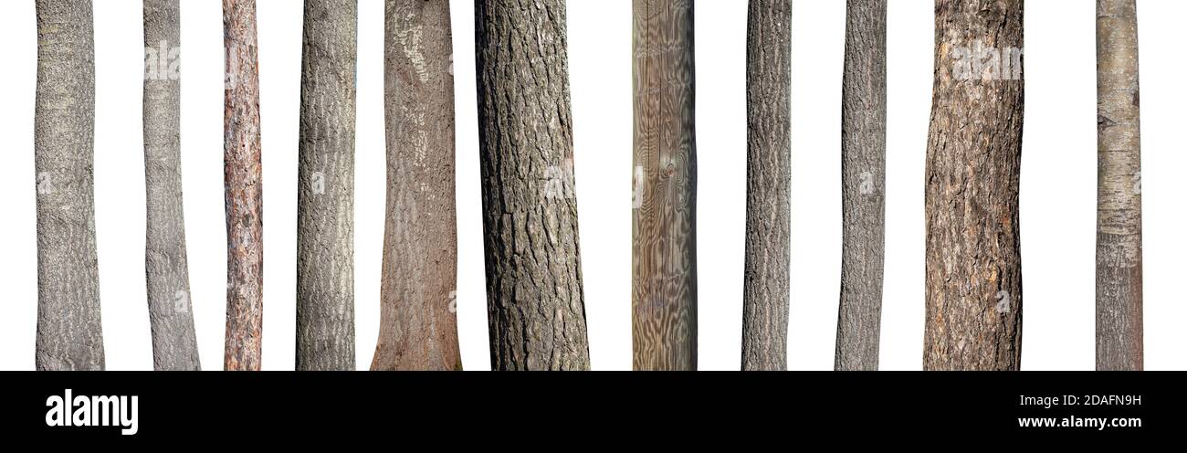 set of natural tree trunks isolated on white background Stock Photo - Alamy