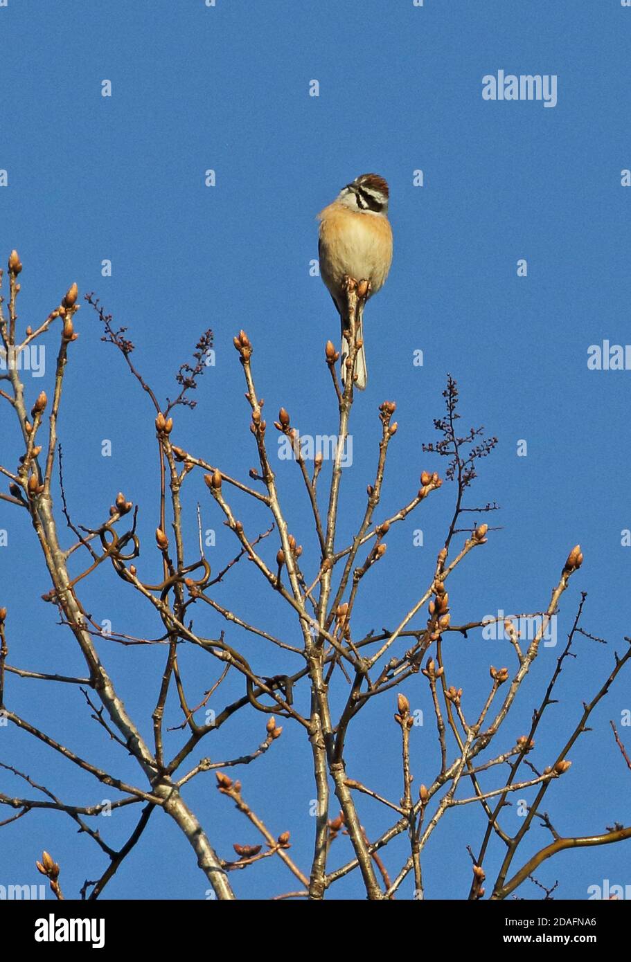 Meadow Bunting (Emberiza cioides ciopsis) adult male perched on top of ...