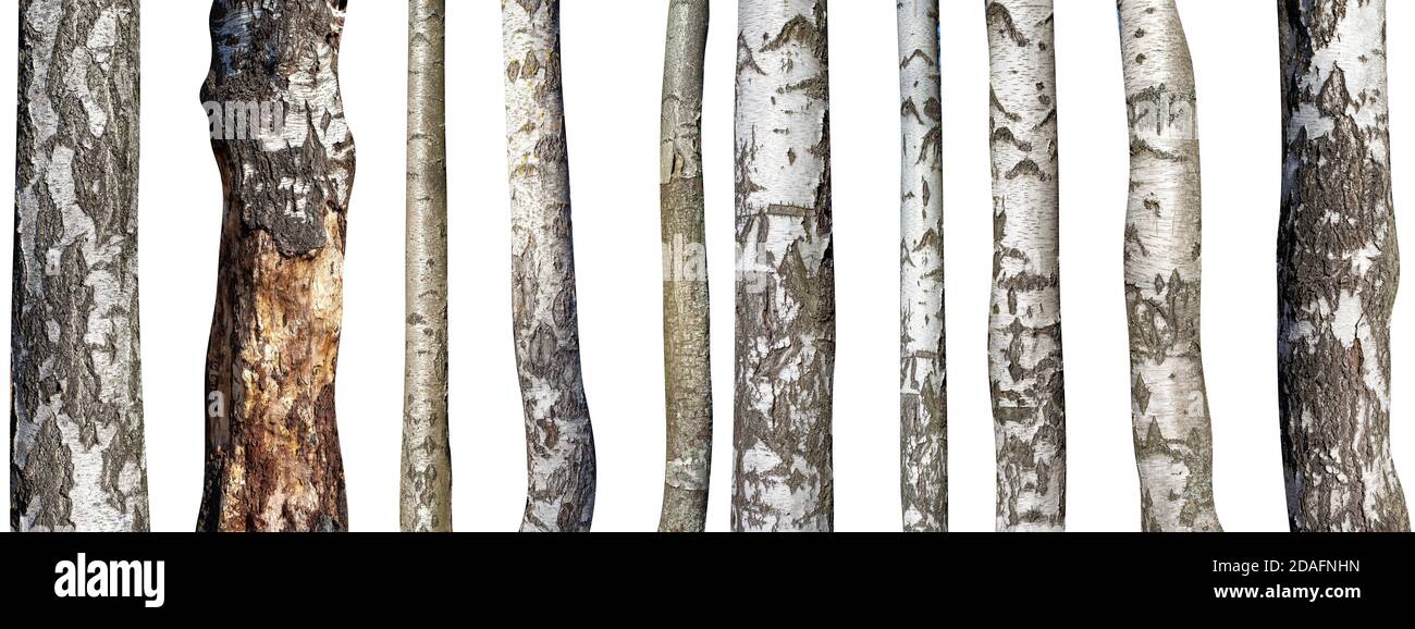 set of natural birch trunks isolated on white background Stock Photo ...