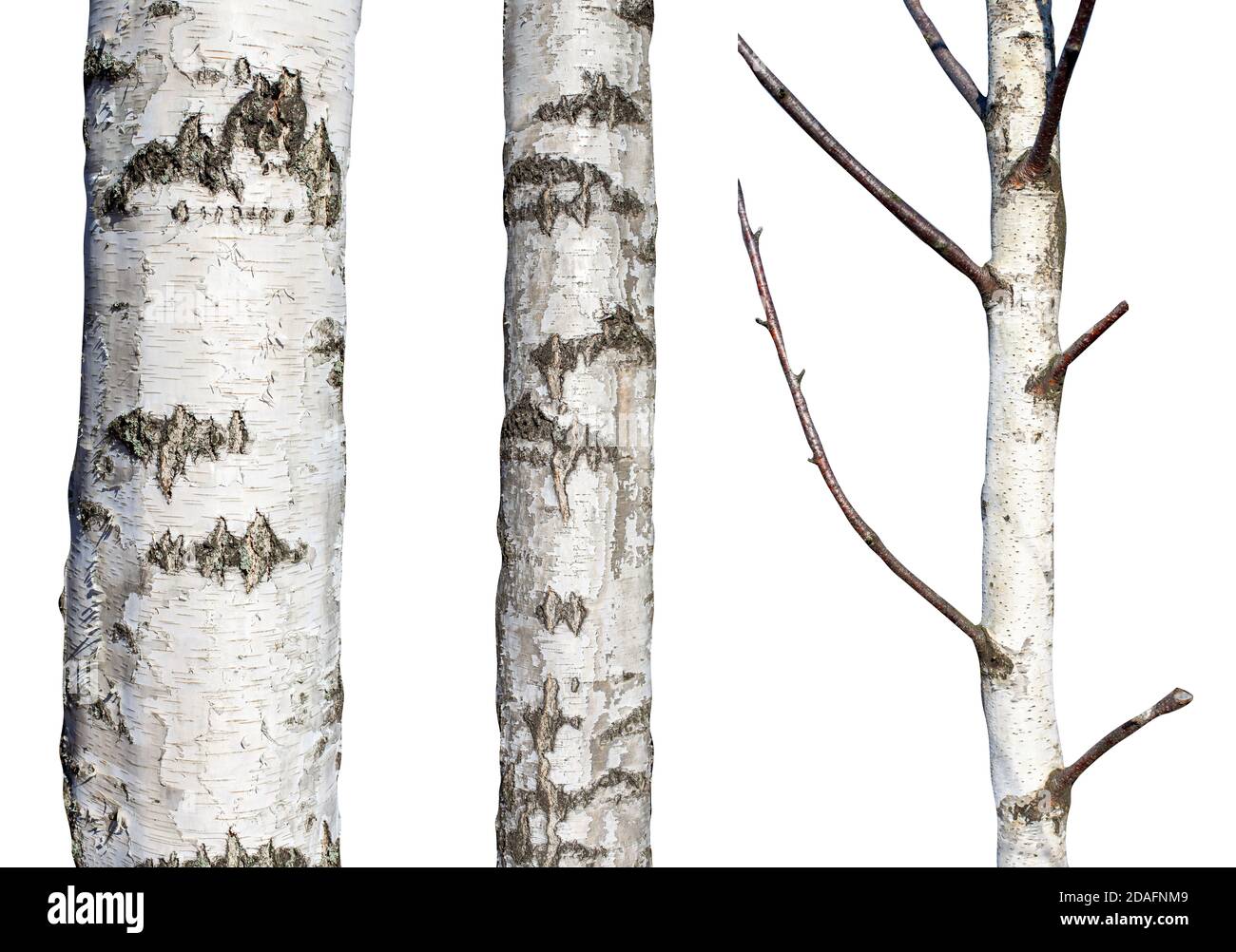 set of natural birch trunks isolated on white background Stock Photo ...